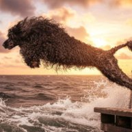 Иконка канала Borialis kennel