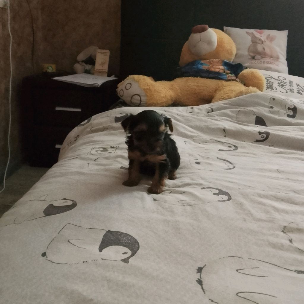 Иконка канала Мария Кузнецова Корги Кекс☺️