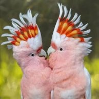 Иконка канала Мир крупных попугаев