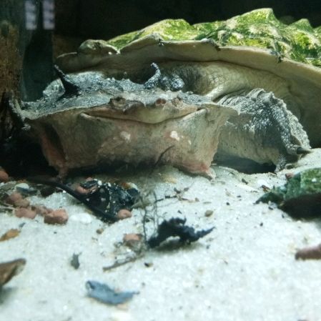 Иконка канала memasik228