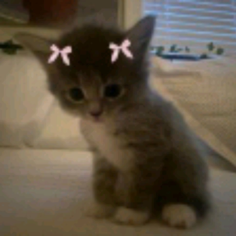 Иконка канала .🍩Пушистая🍩.