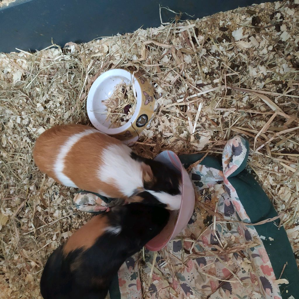 Иконка канала Нюша И Марфуша  Звёздочки