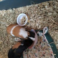 Иконка канала Нюша И Марфуша Звёздочки