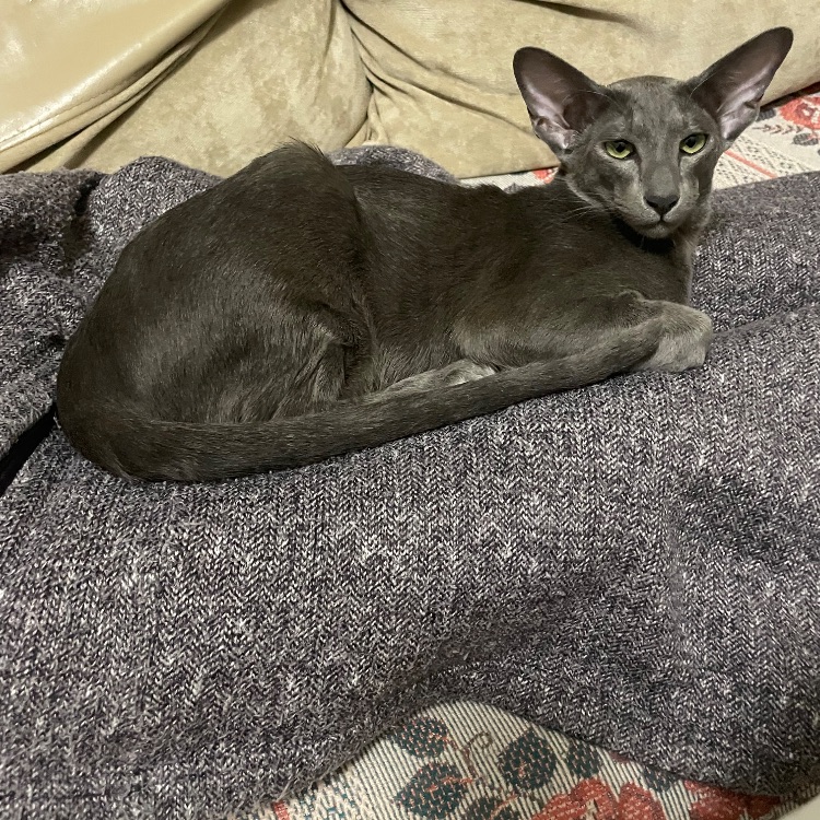 Иконка канала SeQ