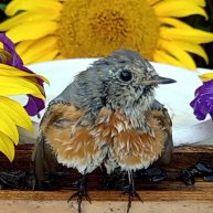 Иконка канала Птицы на кормушке