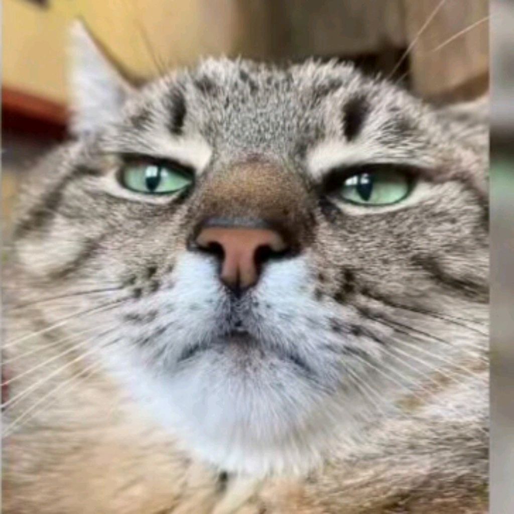 Иконка канала БАРСИК228