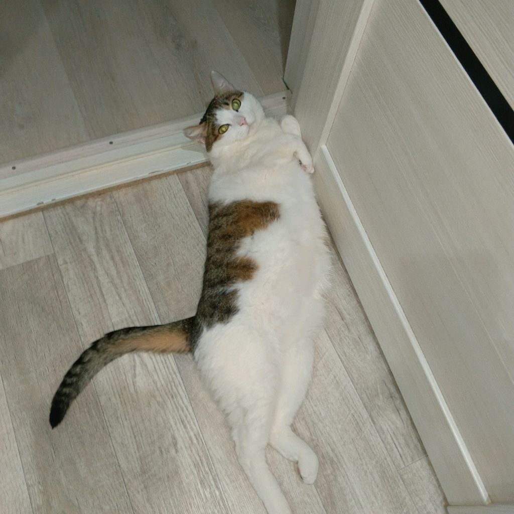 Иконка канала Snow Mobile