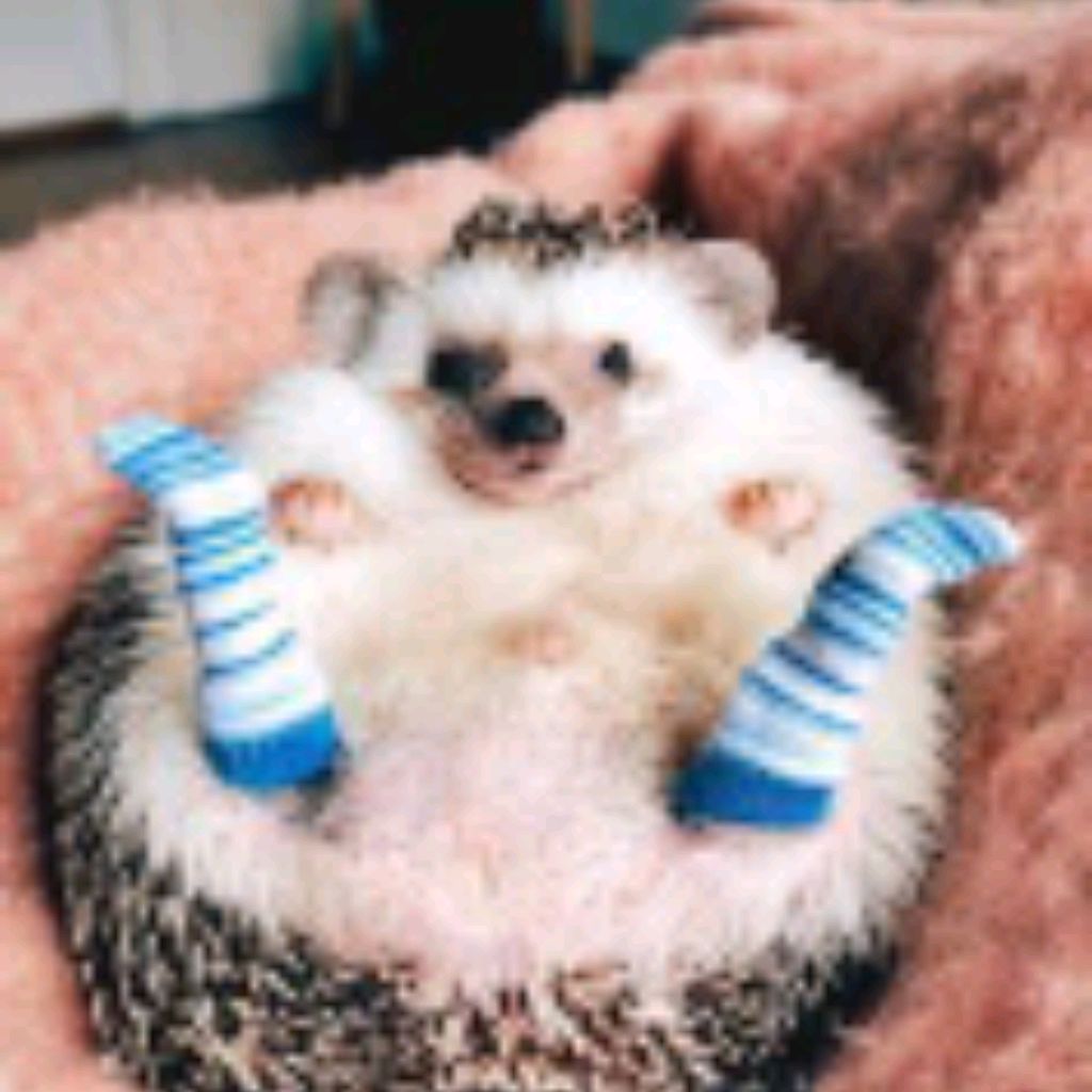 Иконка канала ЁЖИК Е Е😎