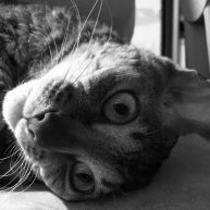 Иконка канала Tvorchestvo