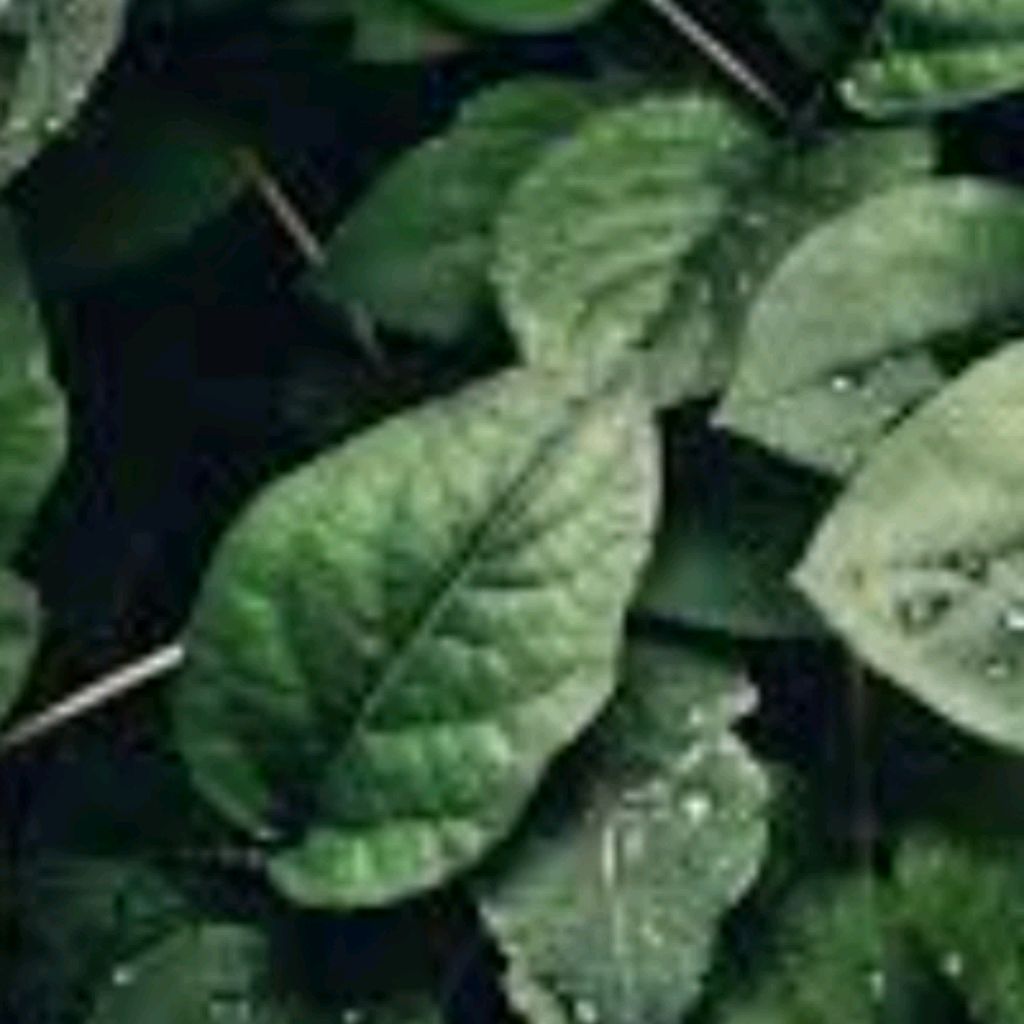 Иконка канала 🌿растения