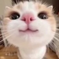 Иконка канала ✨🌞 Просто Соня 🌞✨