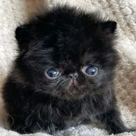 Иконка канала stor.coffee