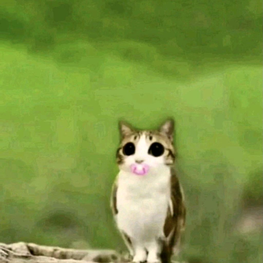 Иконка канала 😺MEOWL😺