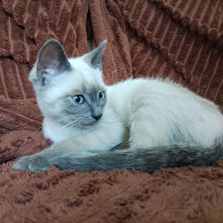 Иконка канала Звёздные Драконы