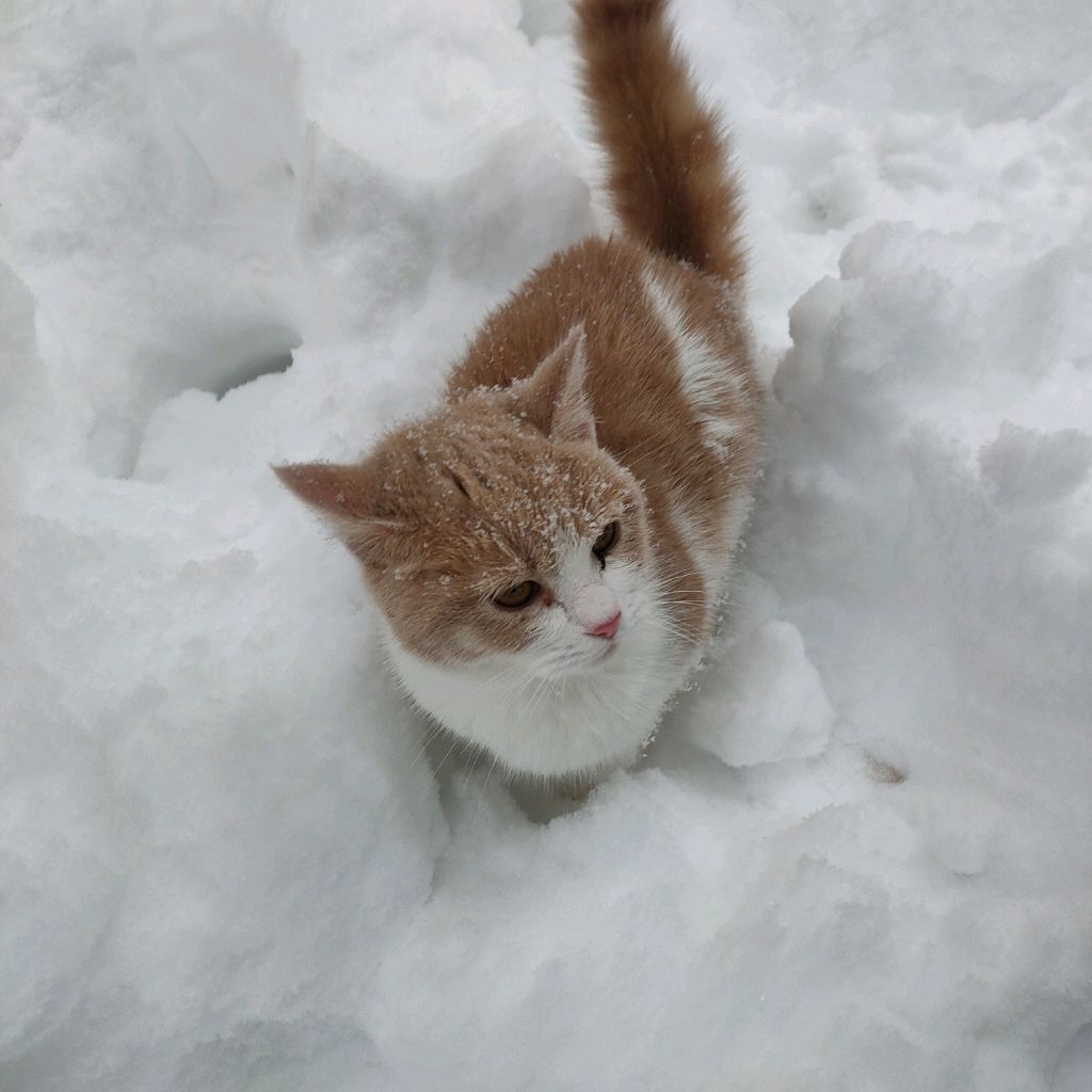 Иконка канала Новый Год