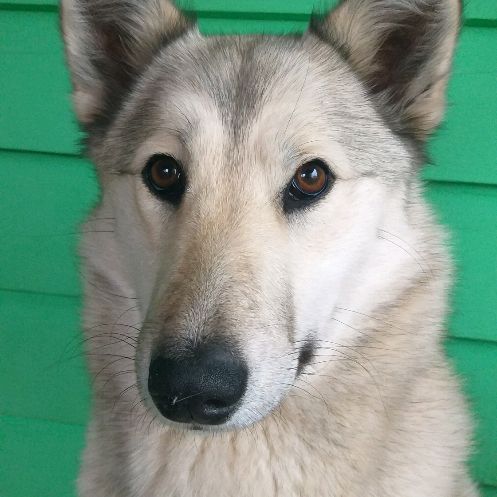 Иконка канала ЛАЙКИ ЗСЛ