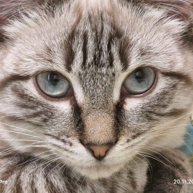 Иконка канала Кошатник