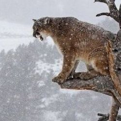 Иконка канала bentley404