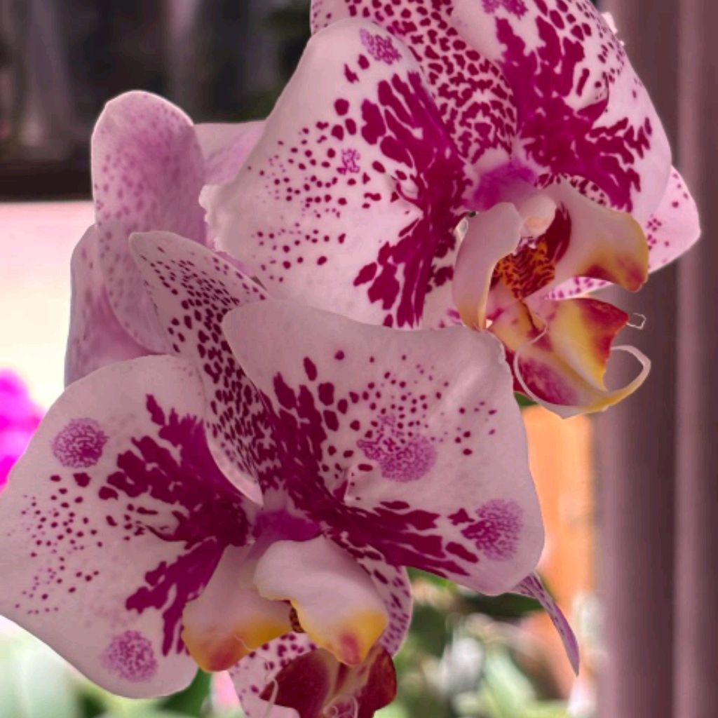 Иконка канала ОрхоLady