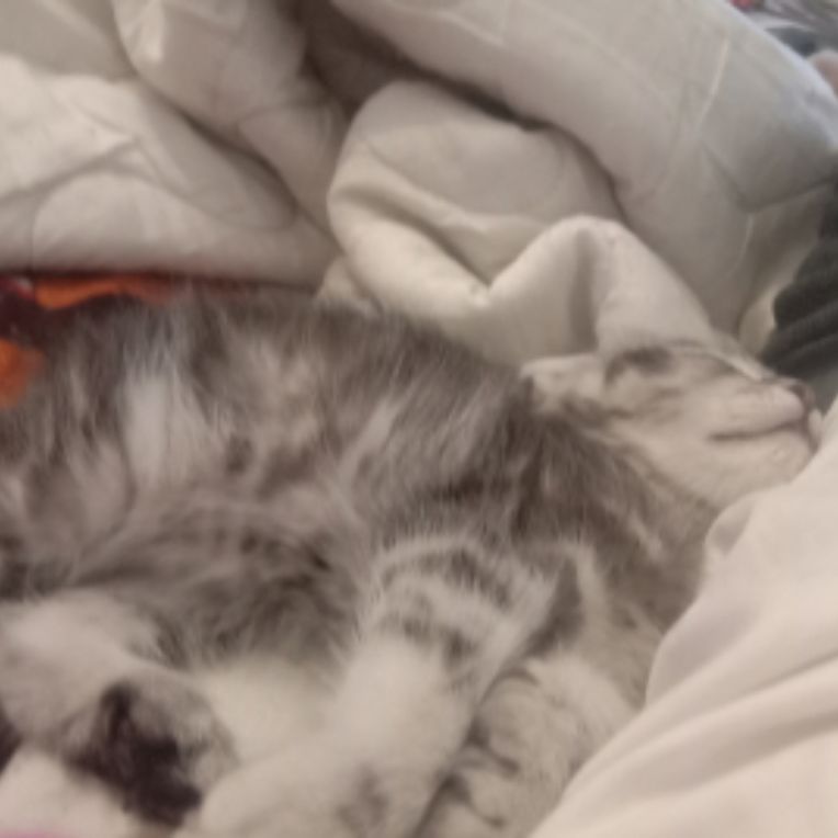 Иконка канала 😺❤️🔥 Вау Котик