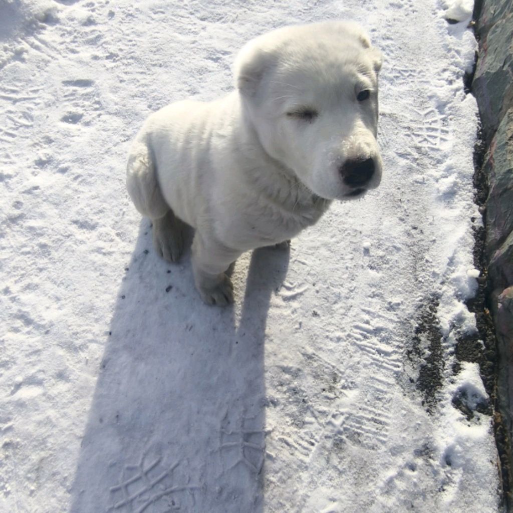 Иконка канала Asterix