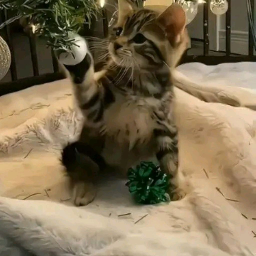 Иконка канала Китик Лайкиса