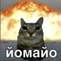 Иконка канала CatMatros