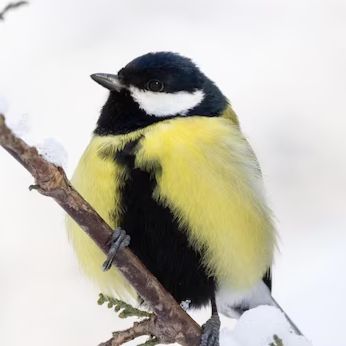 Иконка канала Кормушка с птицами / Сибирь