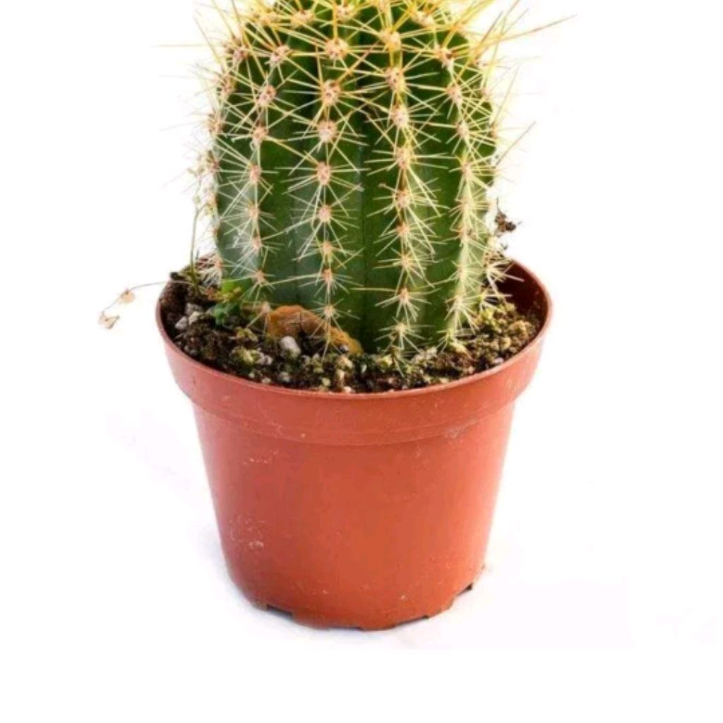 Иконка канала Бессмертный Кактус 🌵