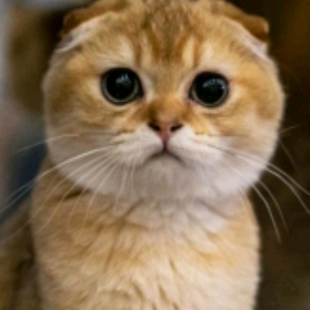 Иконка канала FOROX