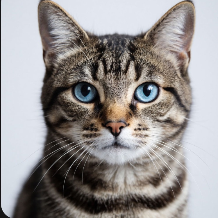 Иконка канала Marble cat