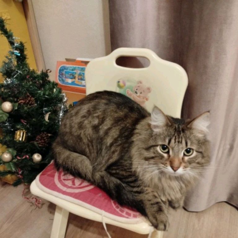 Иконка канала Мася