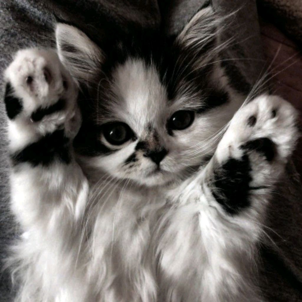 Иконка канала 🌧️ⲁυrⲟrⲁ🐑 ⲱⲓⲧⲏ ⲏⲉr ғⲁⲙⲓⳑⲩ ⲓⲛ ⲧⲏⲉ ⲏⲟυsⲉ⛄🫶🏻