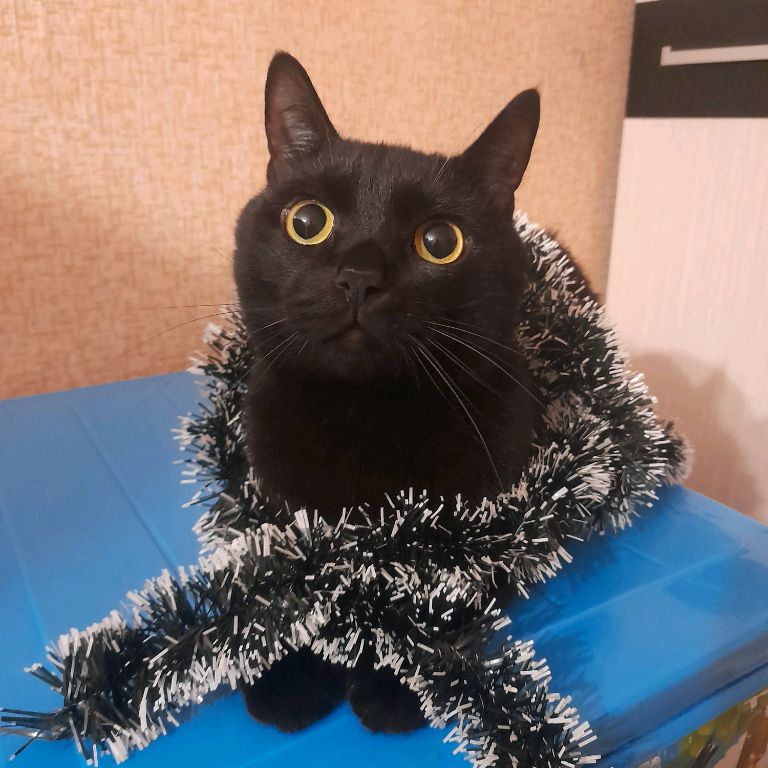 Иконка канала MrZhorzhik