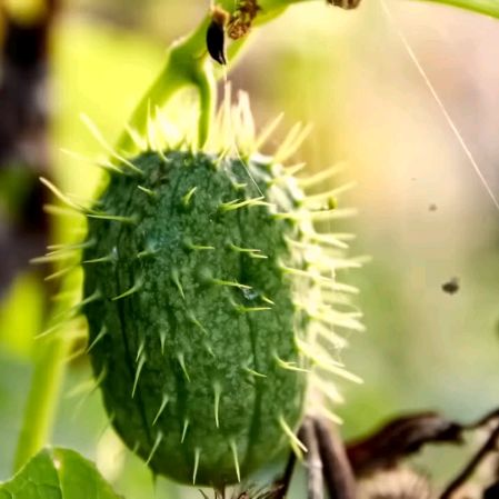 Иконка канала Невидимый Буба и дикий огурец