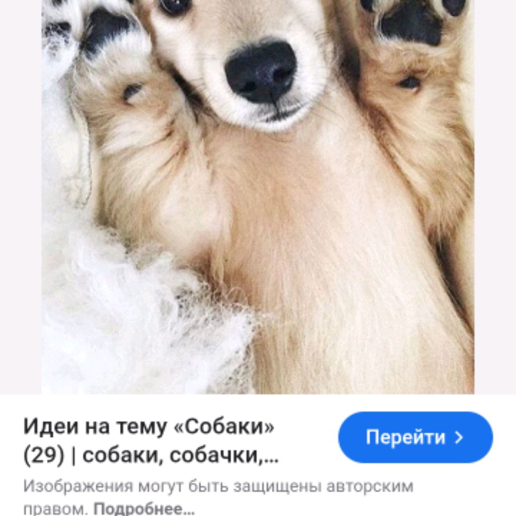 Иконка канала @собачки:) :)