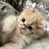 Иконка канала ❄️Амелия❄️