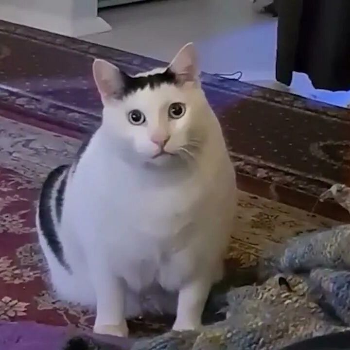 Иконка канала FMF Studio