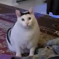 Иконка канала FMF Studio