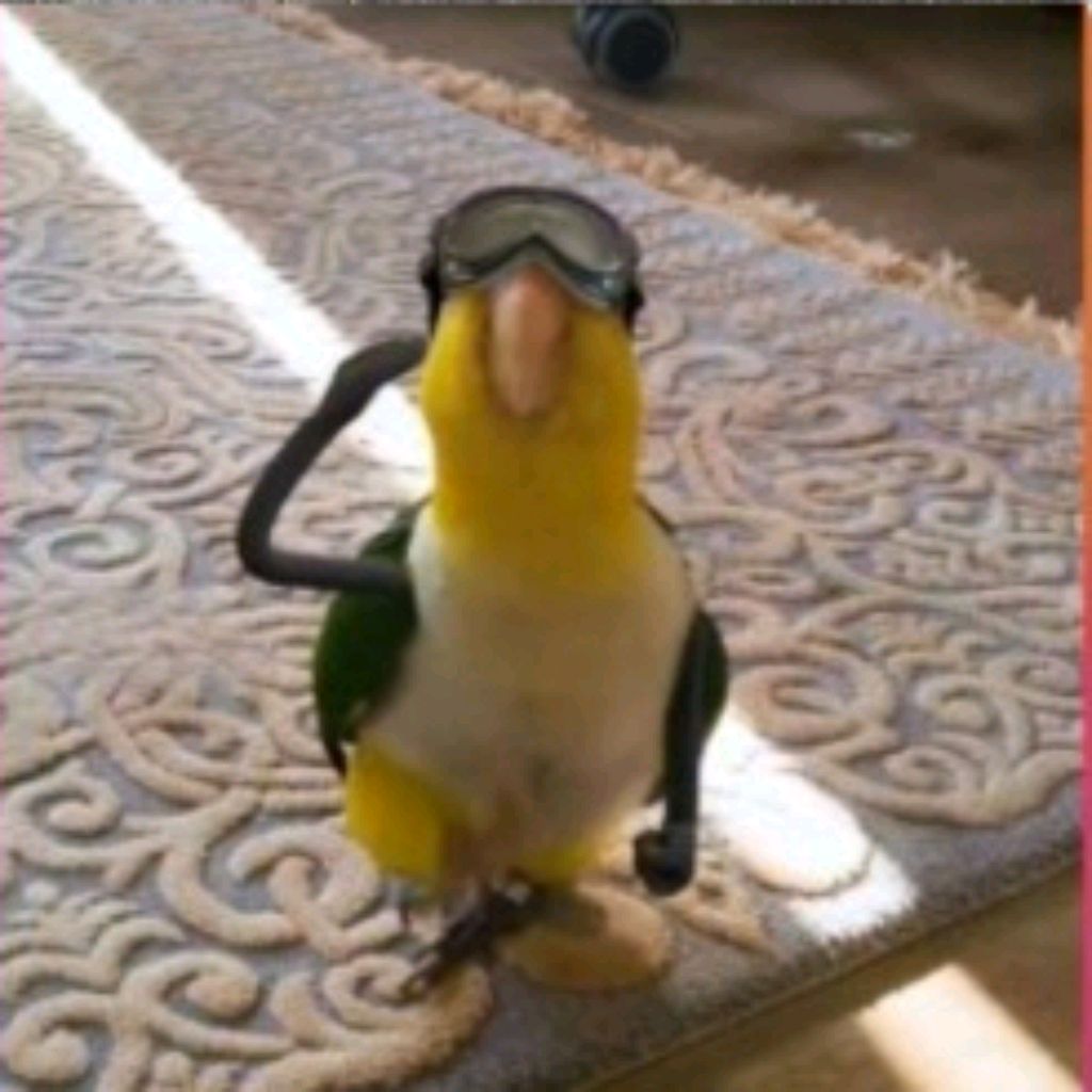 Иконка канала Боевой Попугай [GB]