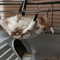 Иконка канала Морская свинка