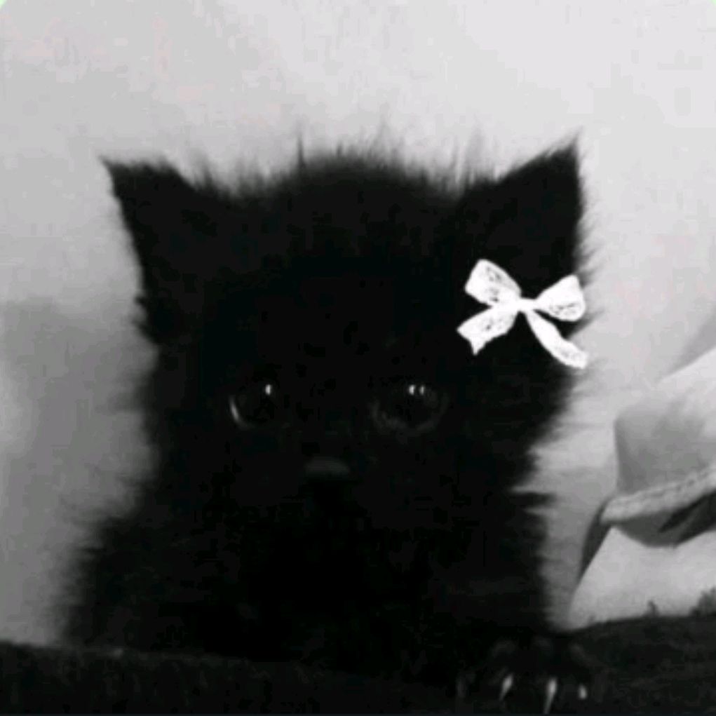 Иконка канала Кошка Соня