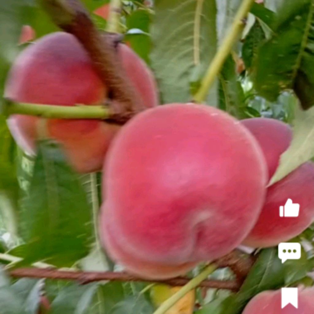 Иконка канала Сад По Новомуchannel72980313