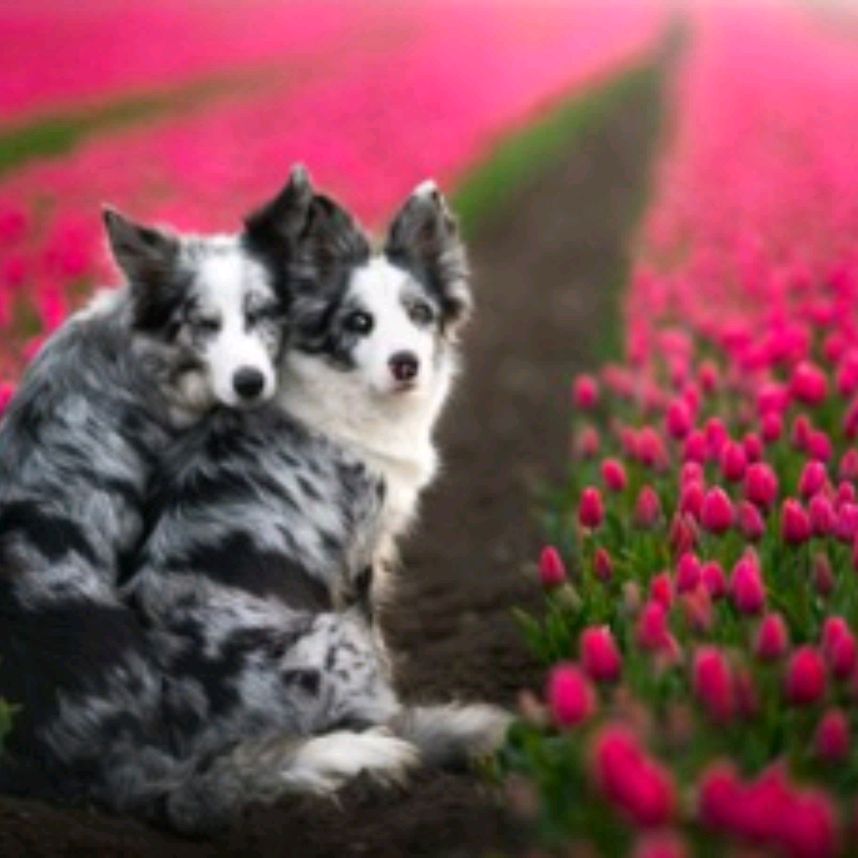 Иконка канала [Night-Dog"s 🪷🌿