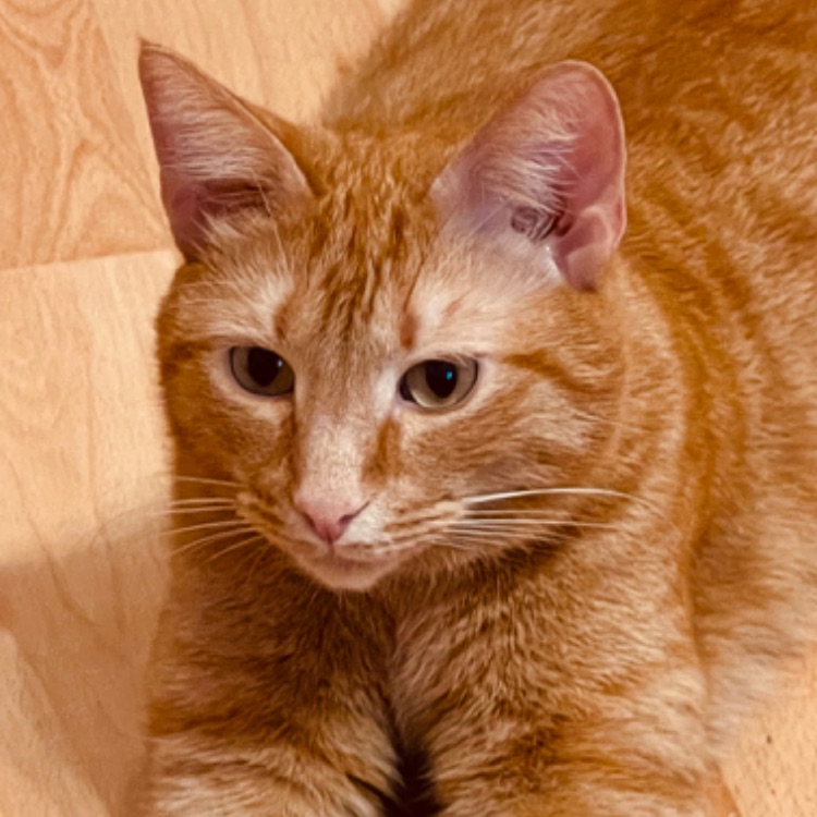 Иконка канала ДоброКот