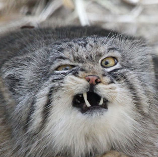 Иконка канала Mr Dracula Tv