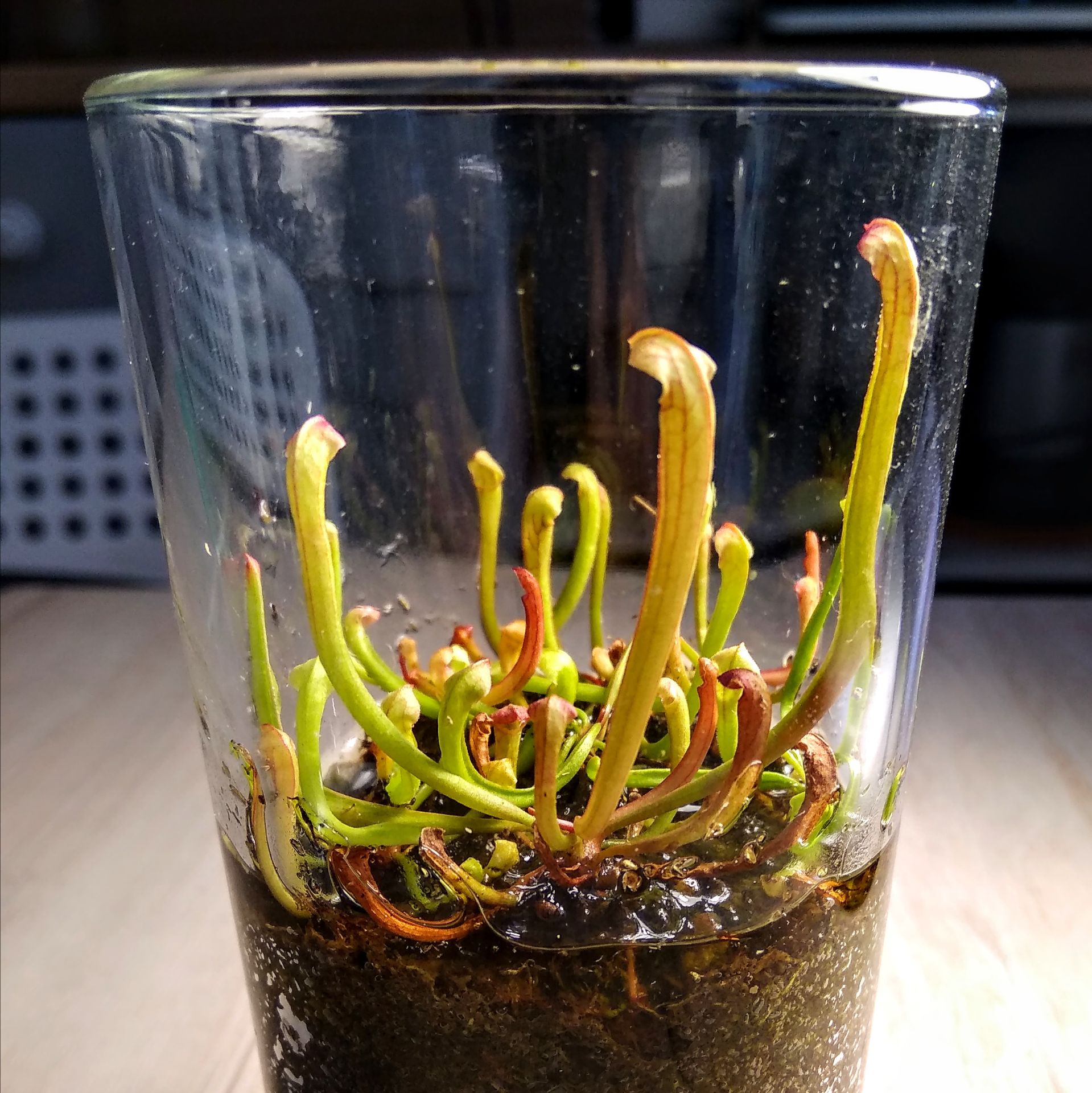 Иконка канала Ботанический эксперимент | Необычные растения