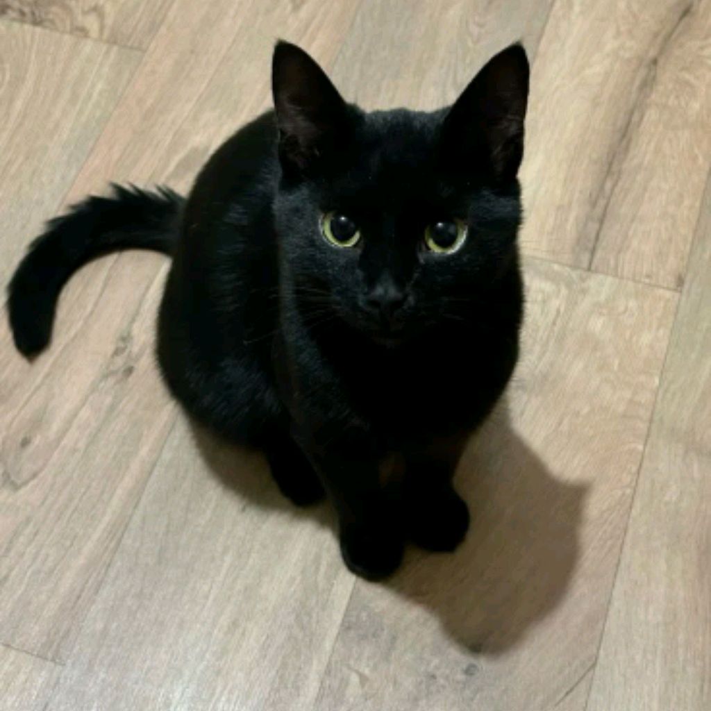 Иконка канала Роблокс Истории