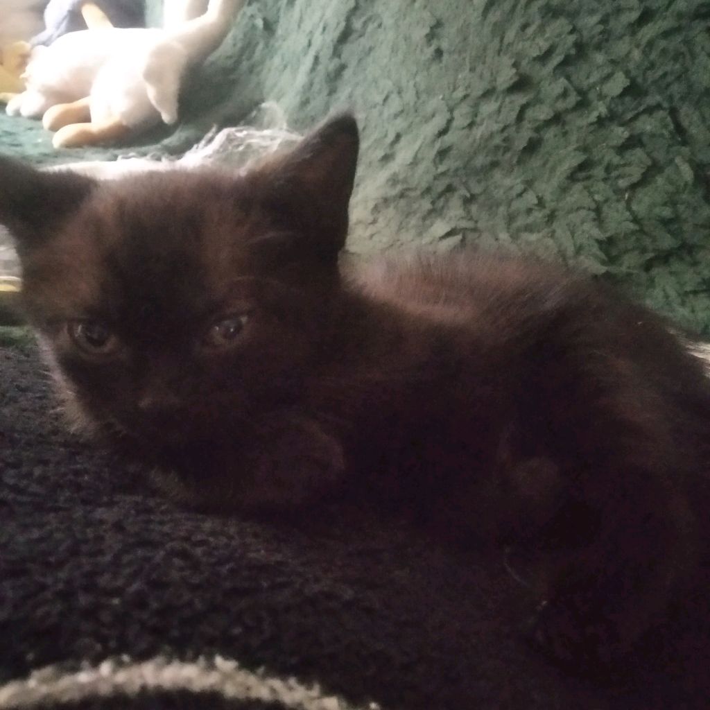 Иконка канала Россия