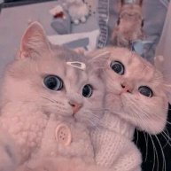 Иконка канала 🐾🎄Pĕbbŀĕ ŏċĕãň 🎄🐾